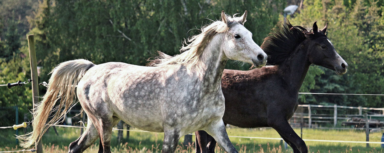 Horse selection and breeds – La Sellerie Française
