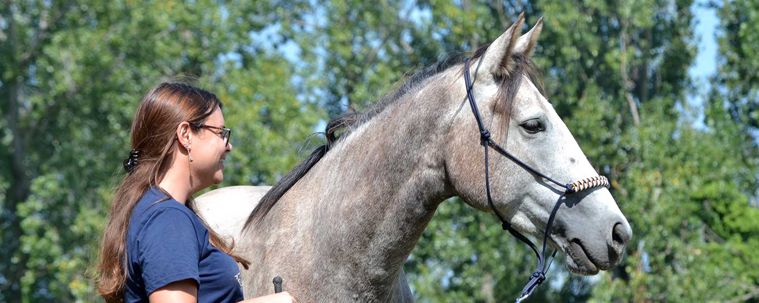 5 reasons why you should groom your horse regularly? – La Sellerie ...