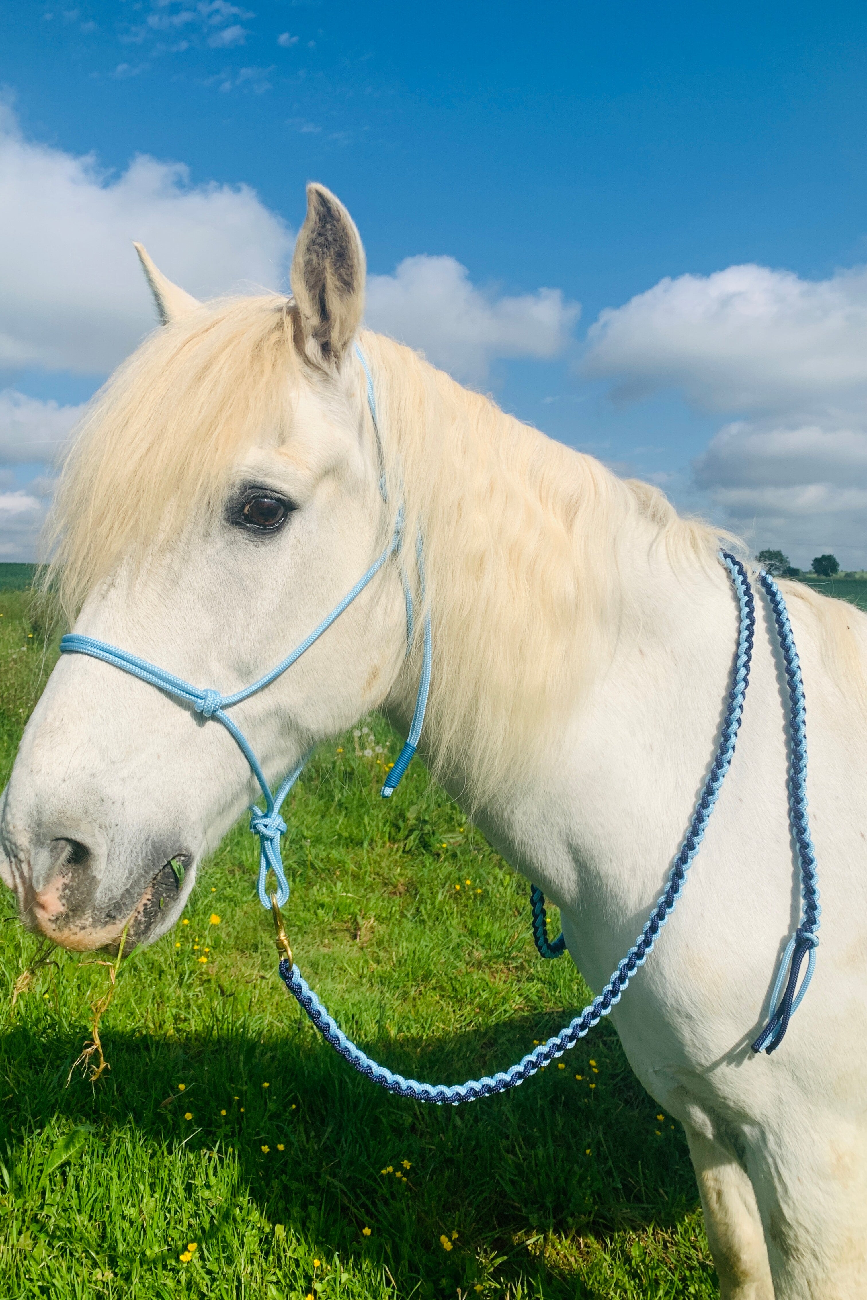 "Armoise" luxury calfskin-lined halter – La Sellerie Française